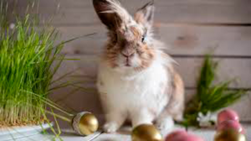 El Conejo de Pascua trasciende creencias y se vuelve tradición global ...